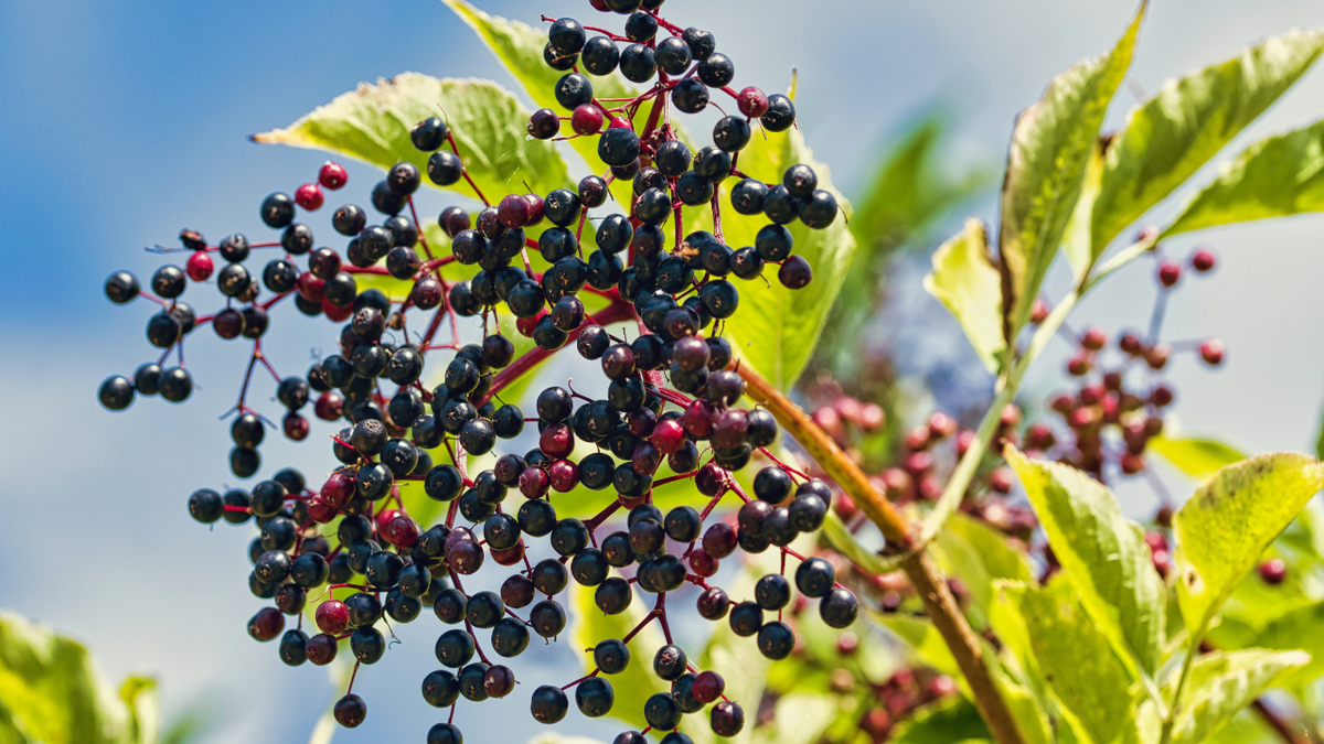 Is Elderberry Toxic? – Dawn Combs